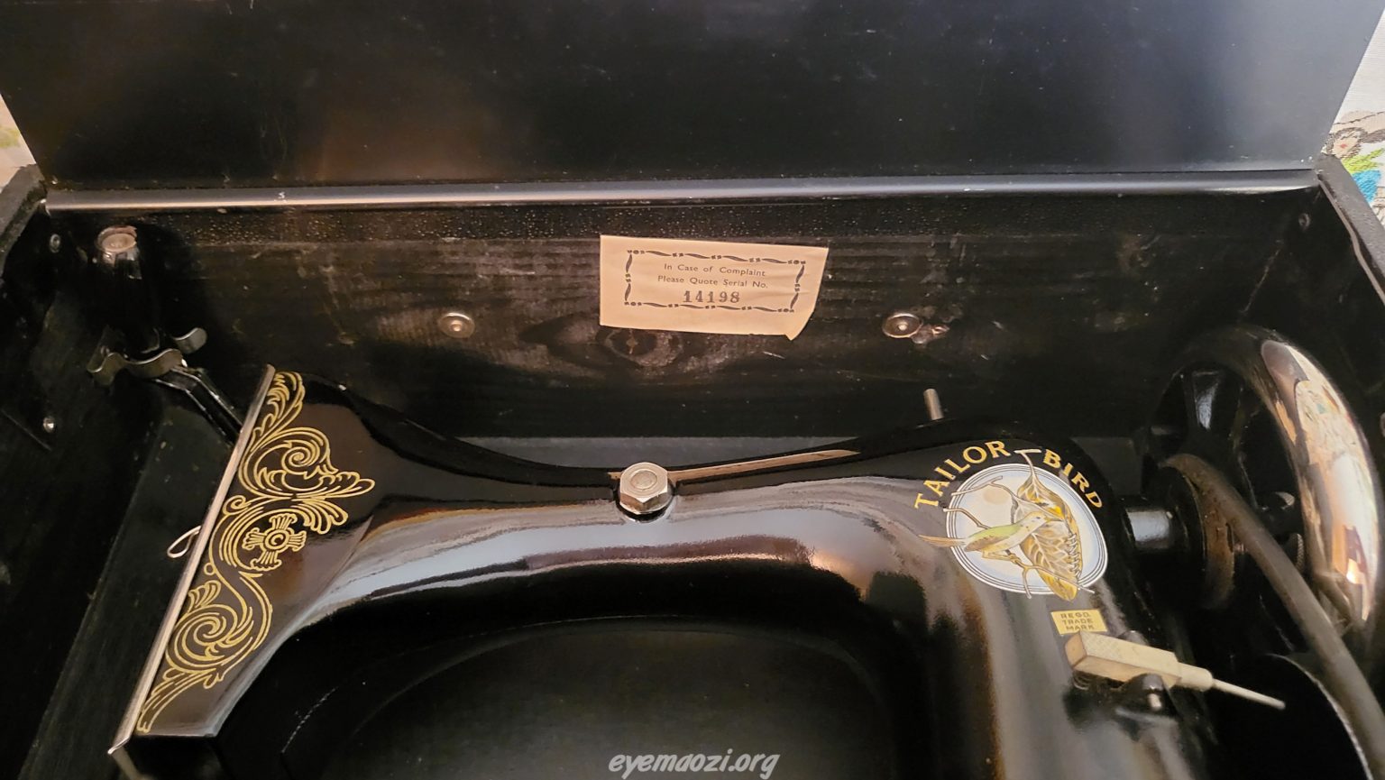 Tailor-bird - Eye Ma Ozi Collector