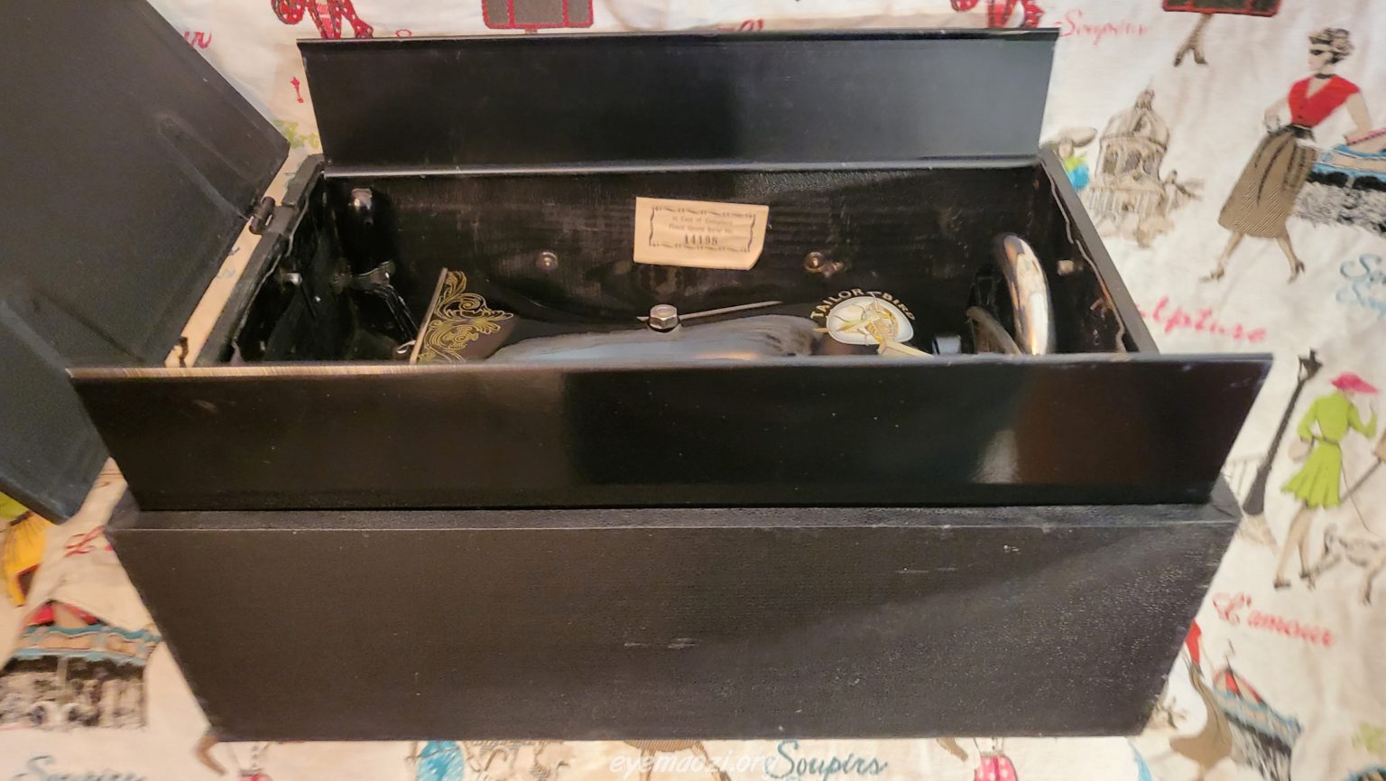 Tailor-bird - Eye Ma Ozi Collector