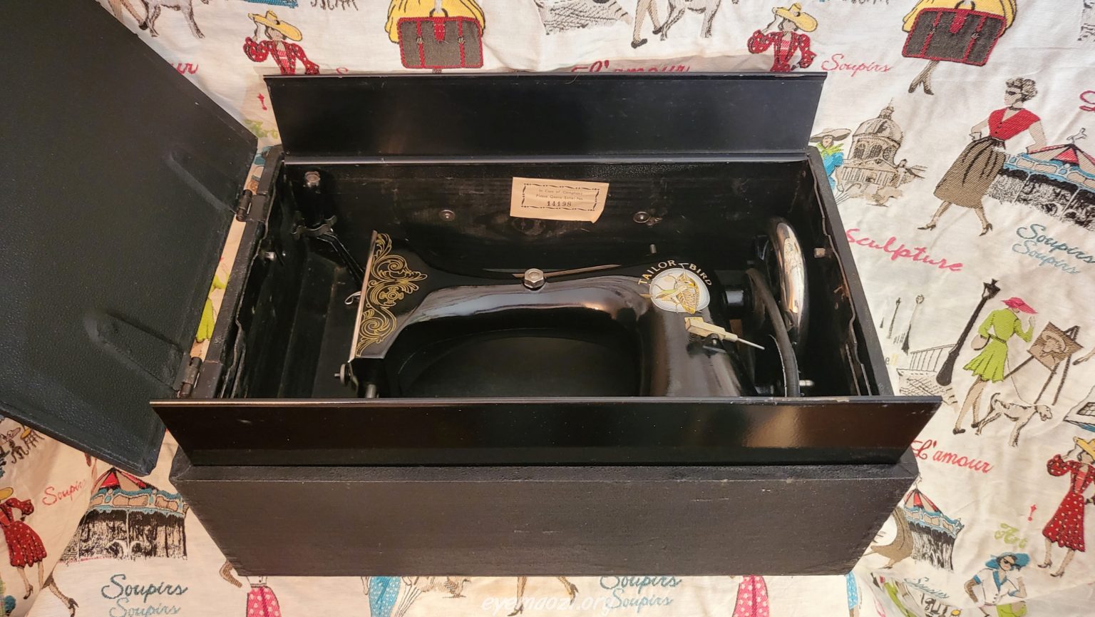 Tailor-bird - Eye Ma Ozi Collector