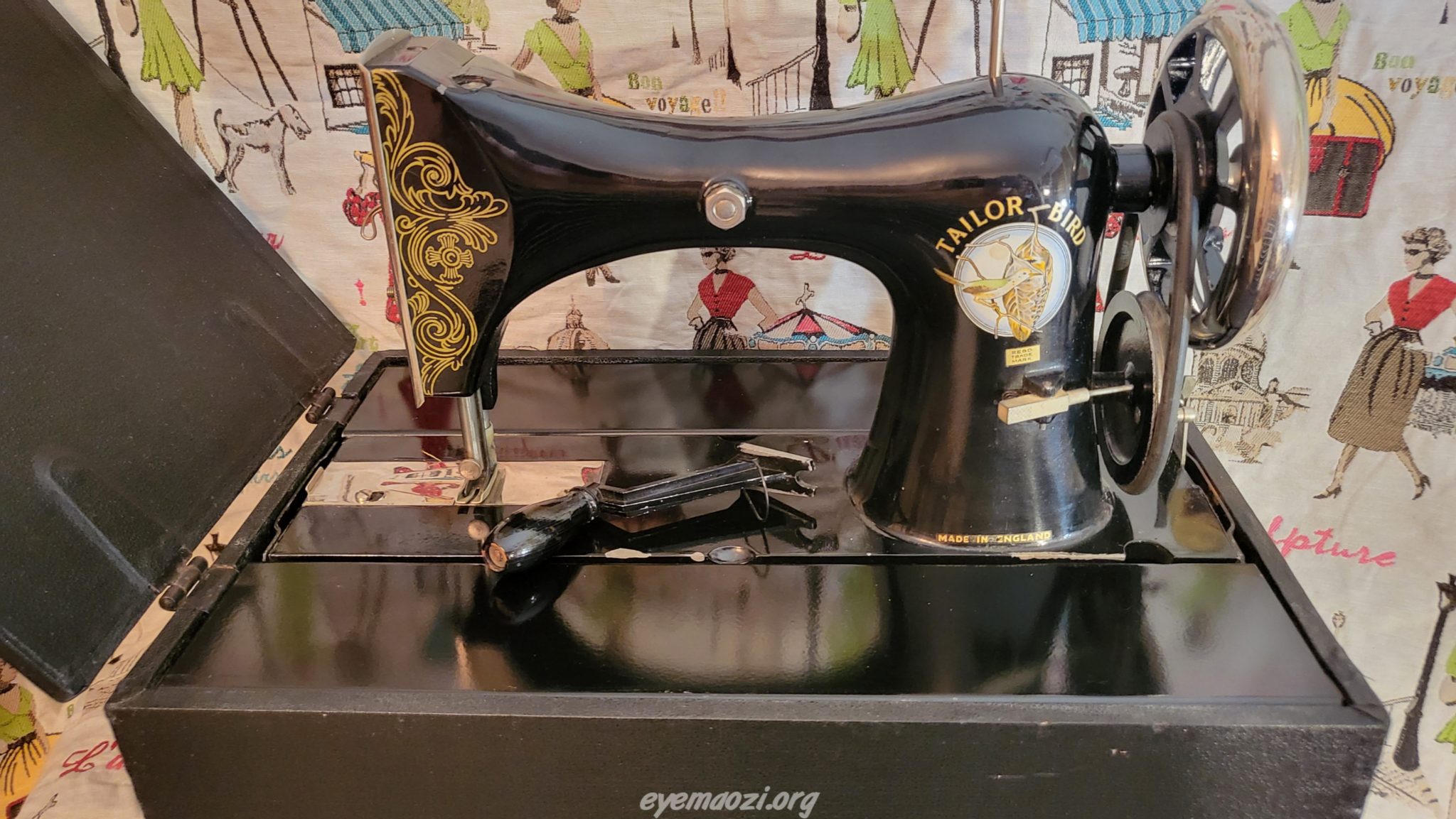 Tailor-bird - Eye Ma Ozi Collector