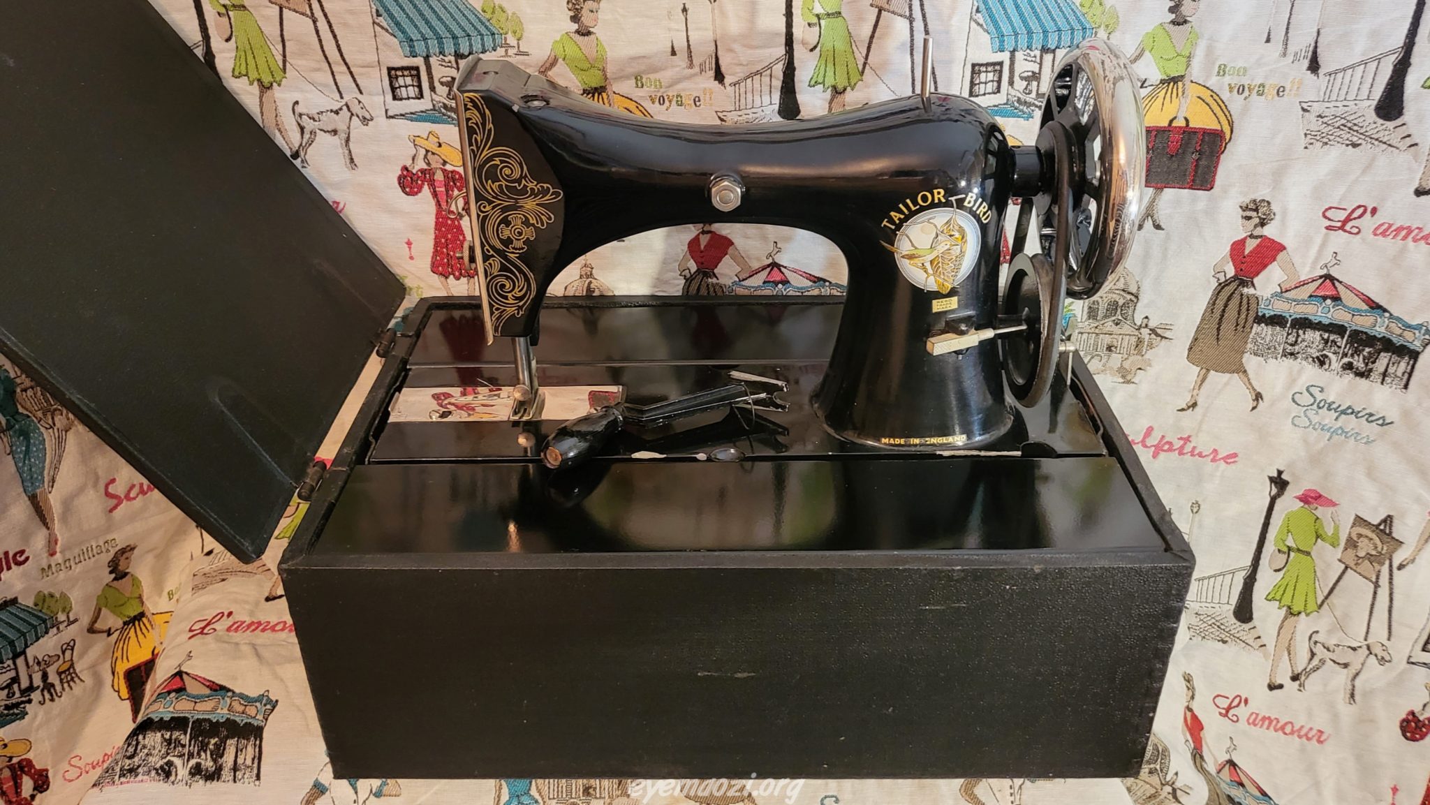 Tailor-bird - Eye Ma Ozi Collector