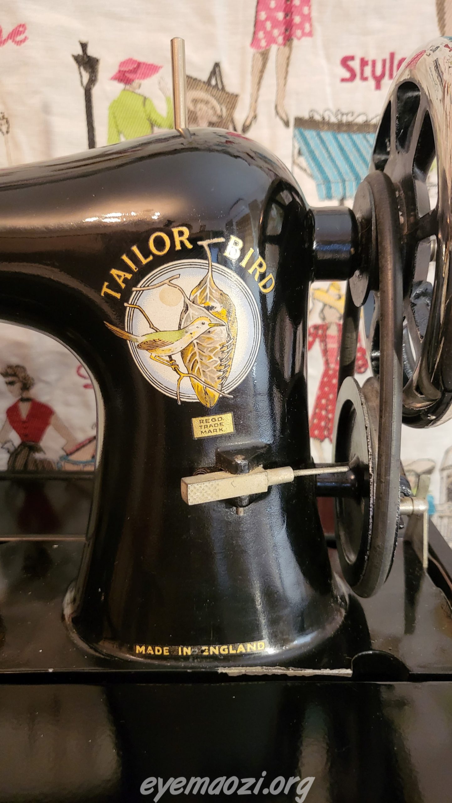 Tailor-bird - Eye Ma Ozi Collector