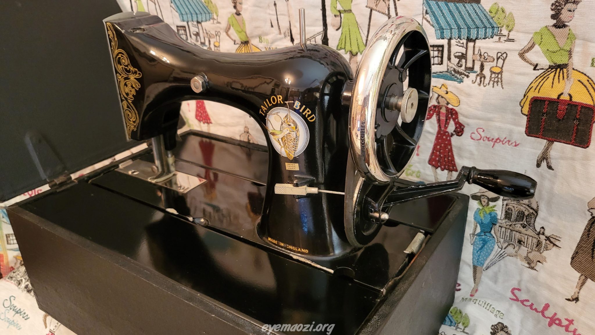 Tailor-bird - Eye Ma Ozi Collector