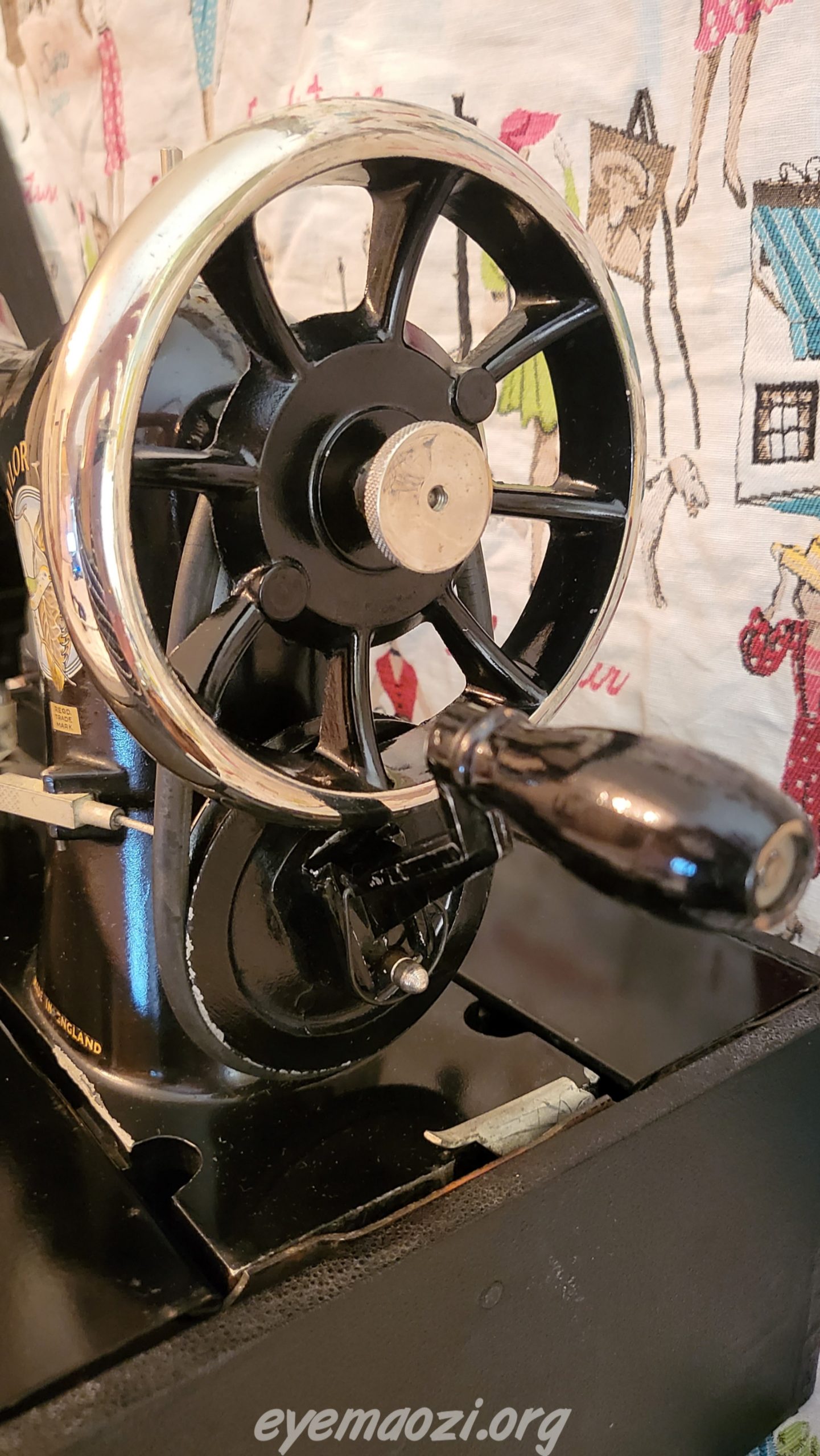 Tailor-bird - Eye Ma Ozi Collector