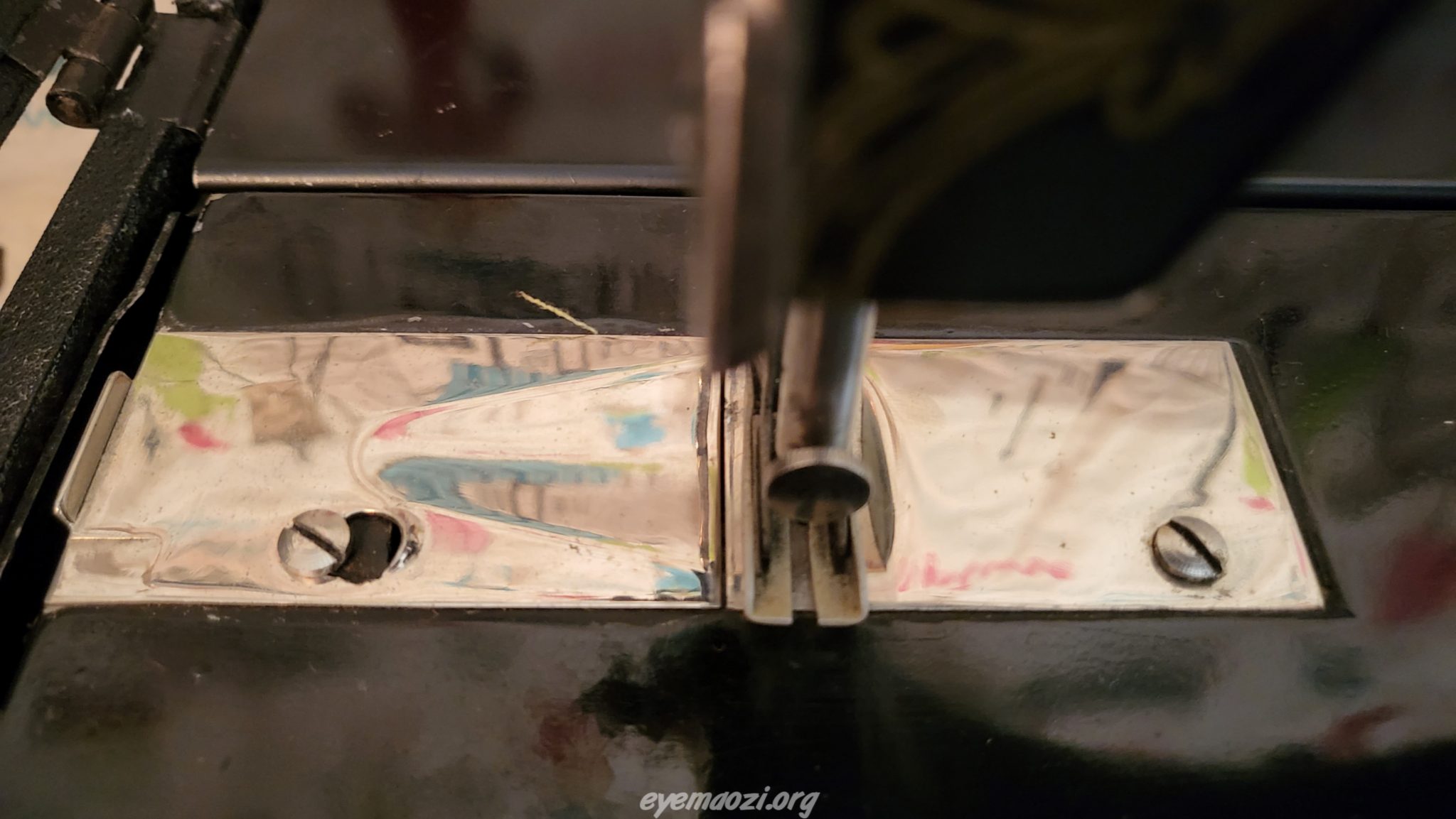 Tailor-bird - Eye Ma Ozi Collector