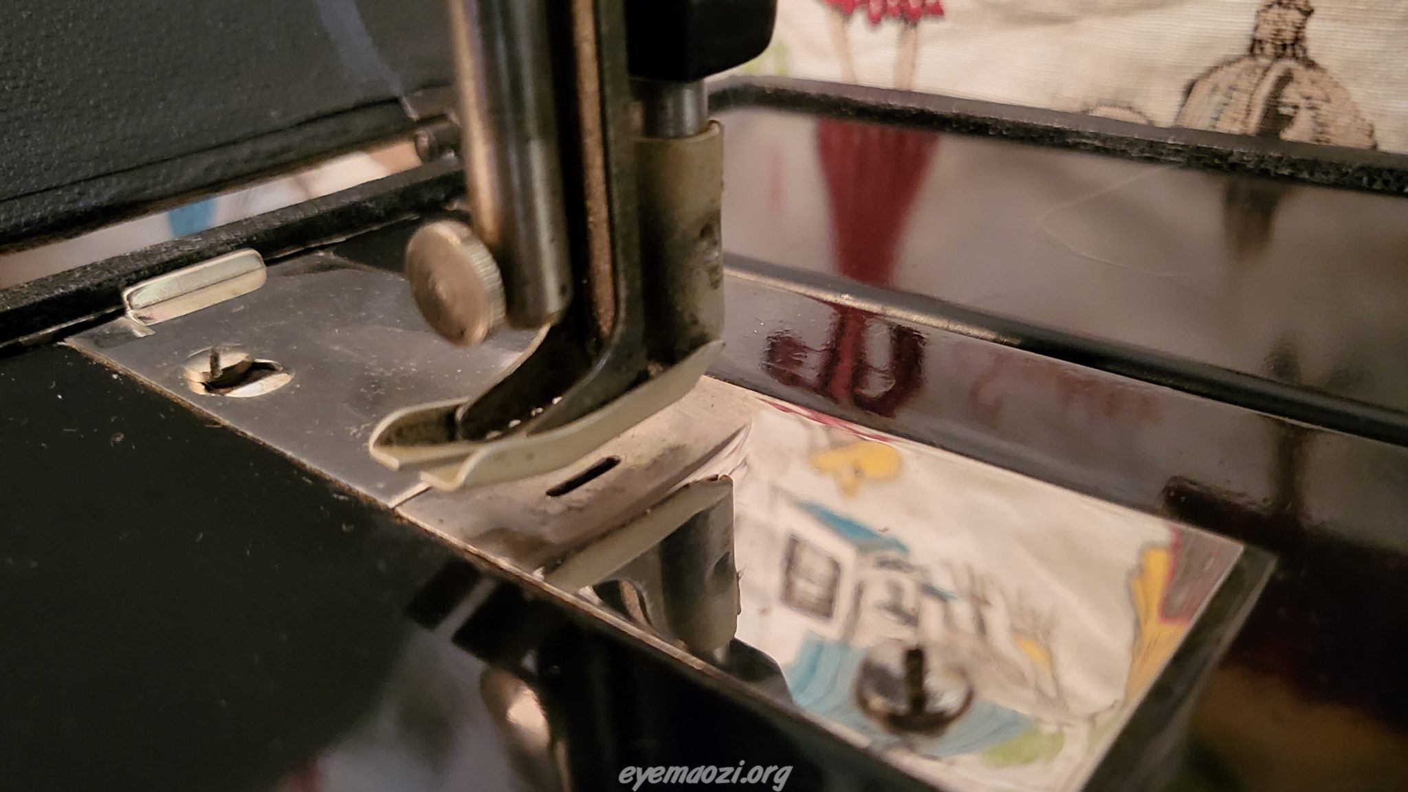 Tailor-bird - Eye Ma Ozi Collector