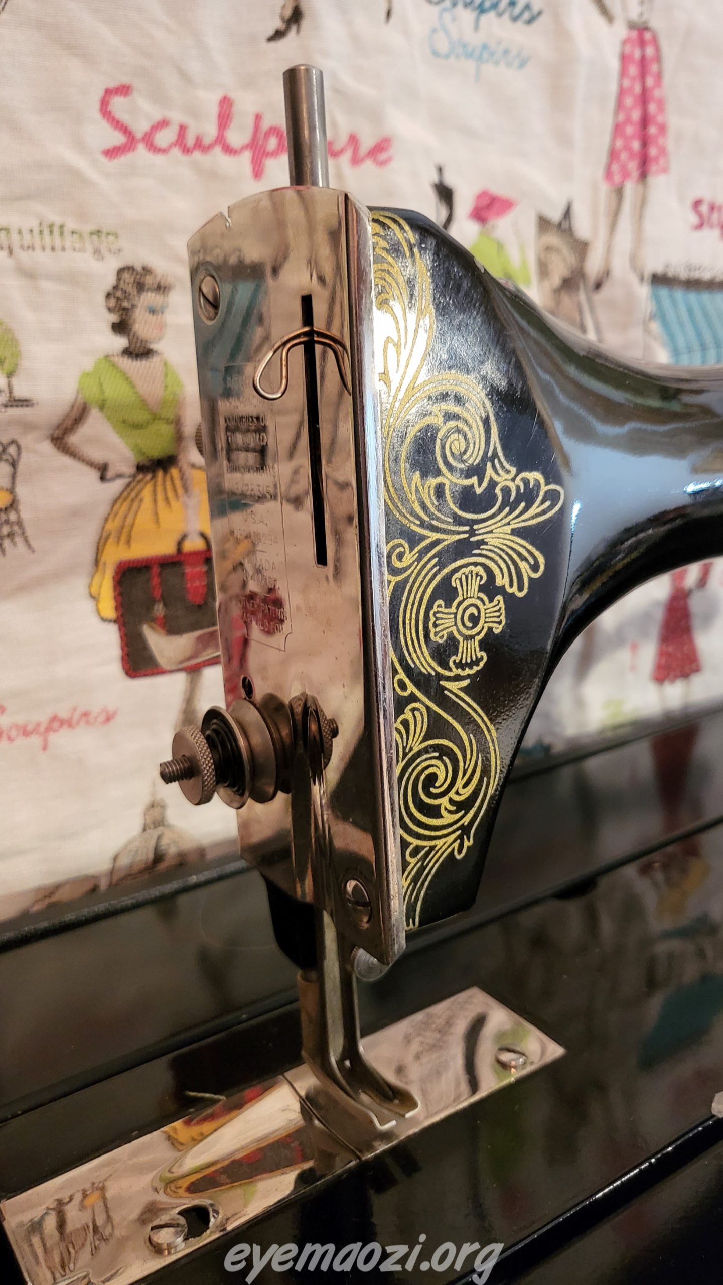 Tailor-bird - Eye Ma Ozi Collector